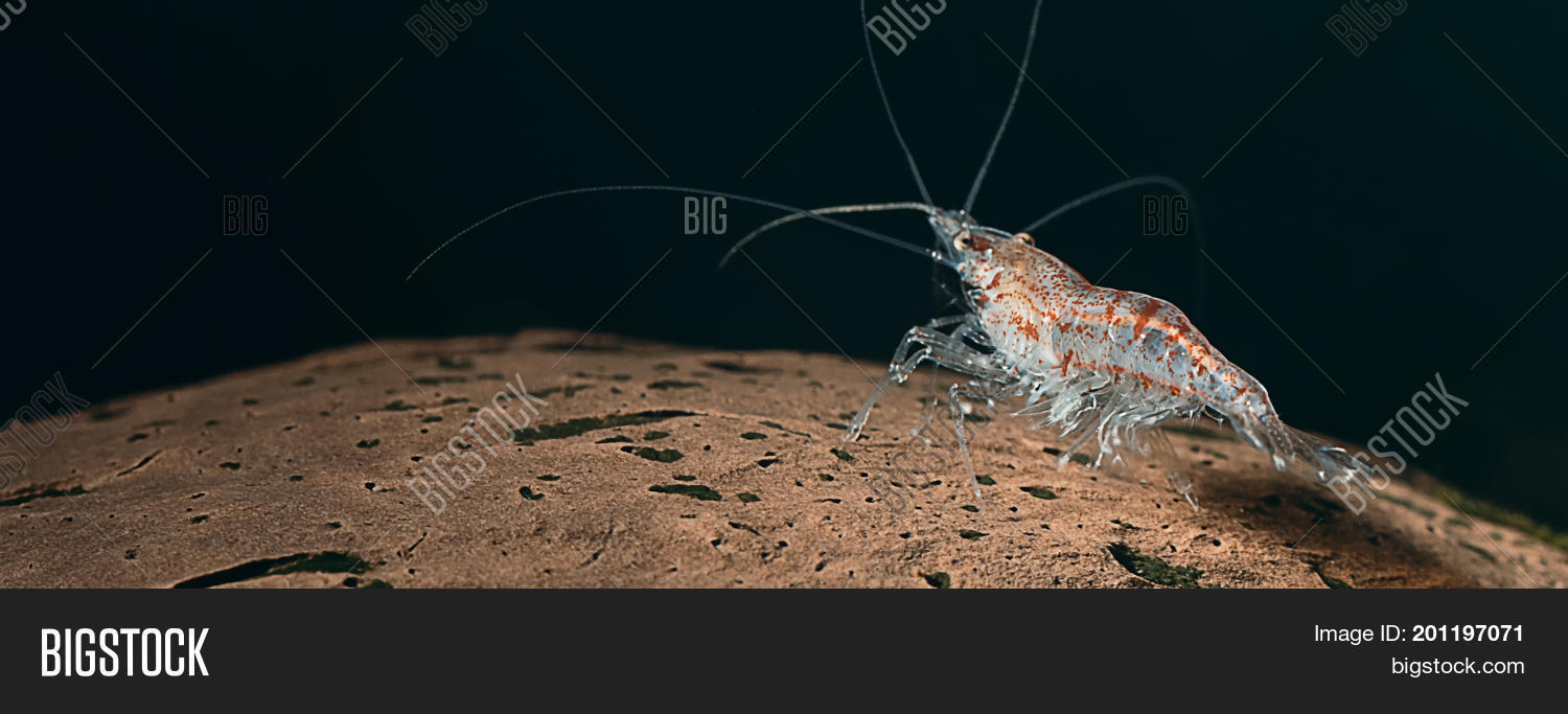 Krill. Red Shrimp Image & Photo (Free Trial) | Bigstock