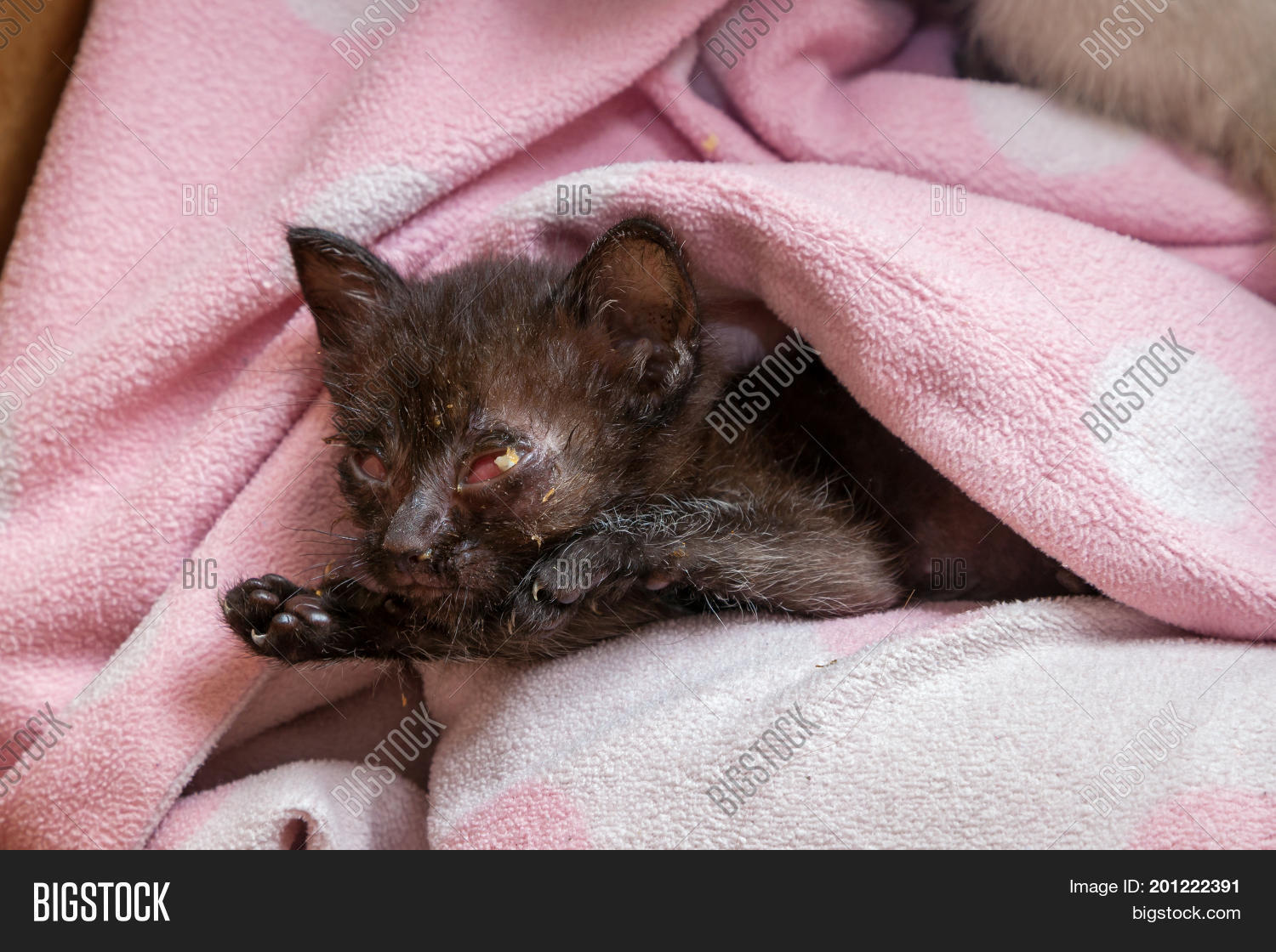 Poor Black Kitten Image & Photo (Free Trial) | Bigstock