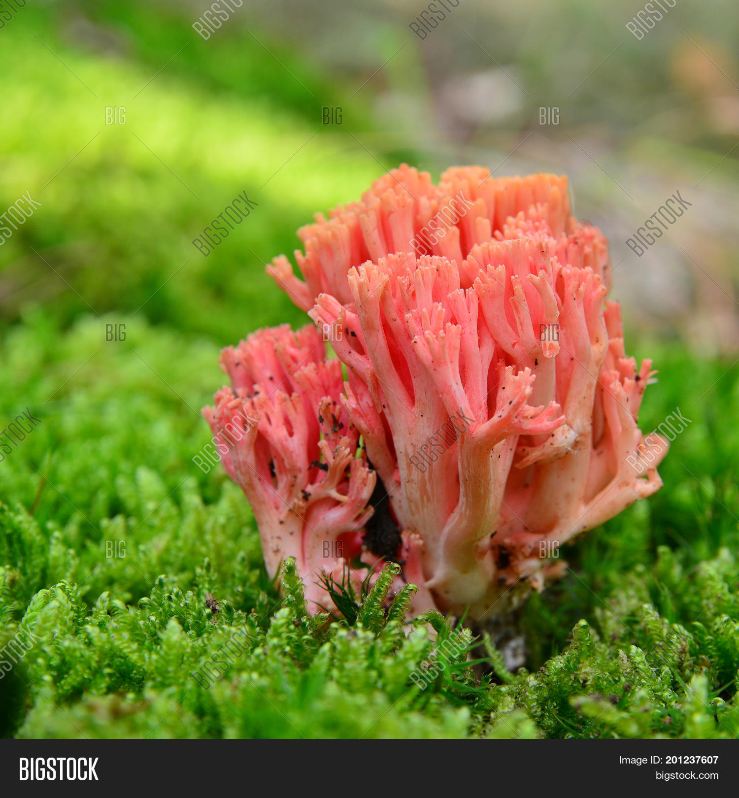 Ramaria Botrytis Image & Photo (Free Trial) | Bigstock