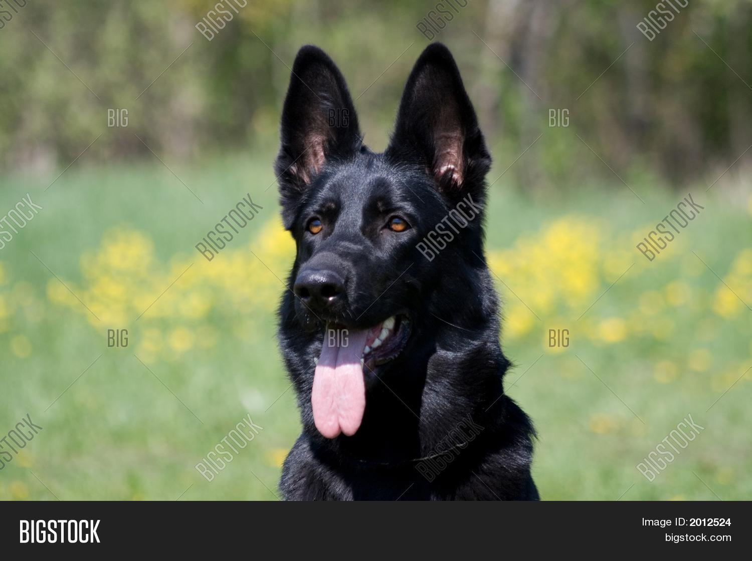 Portrait Black Dog Image & Photo (Free Trial) | Bigstock