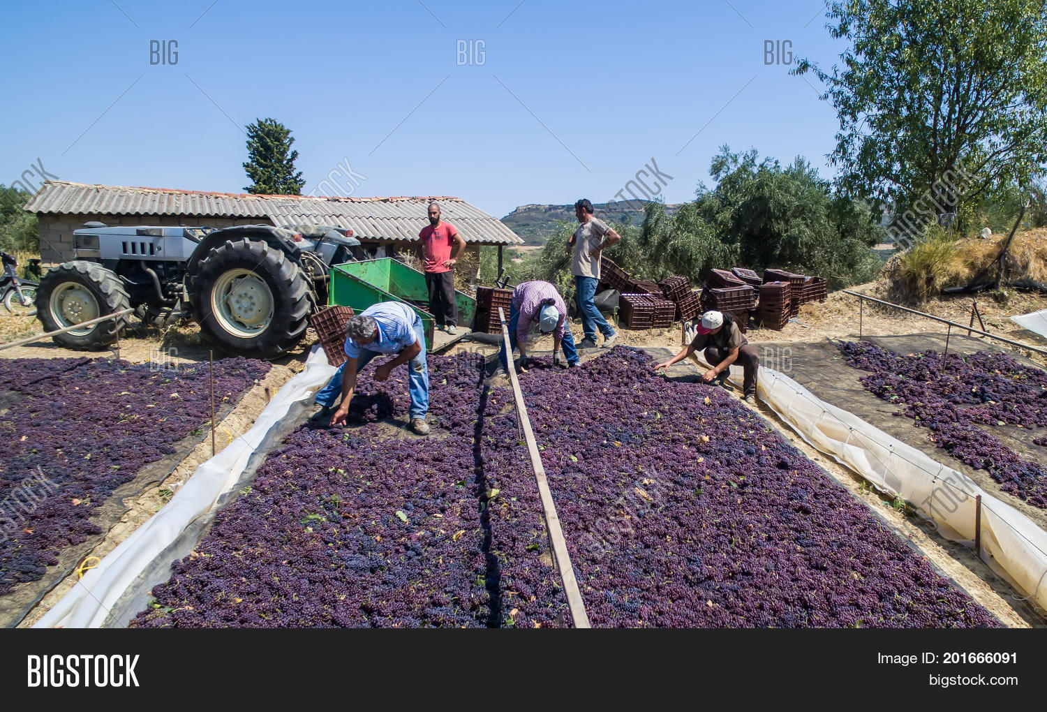 Pick Dry Raisins Image & Photo (Free Trial) | Bigstock