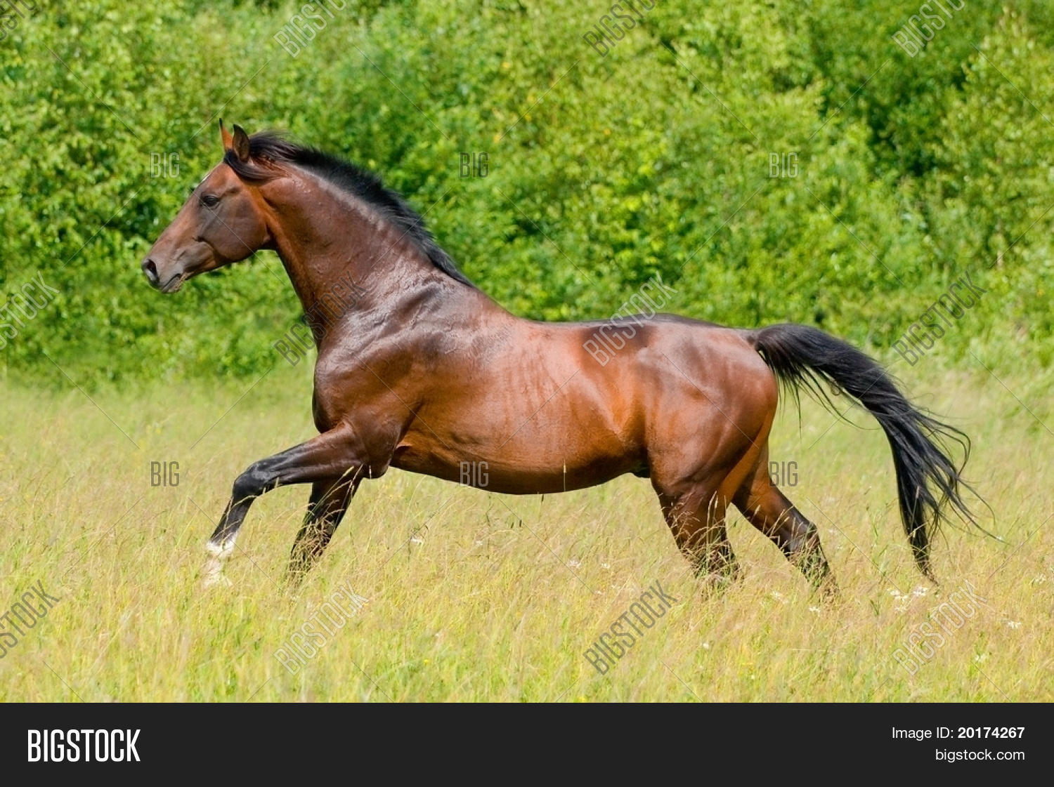 Bay Trakehner Stallion Image & Photo (Free Trial) | Bigstock