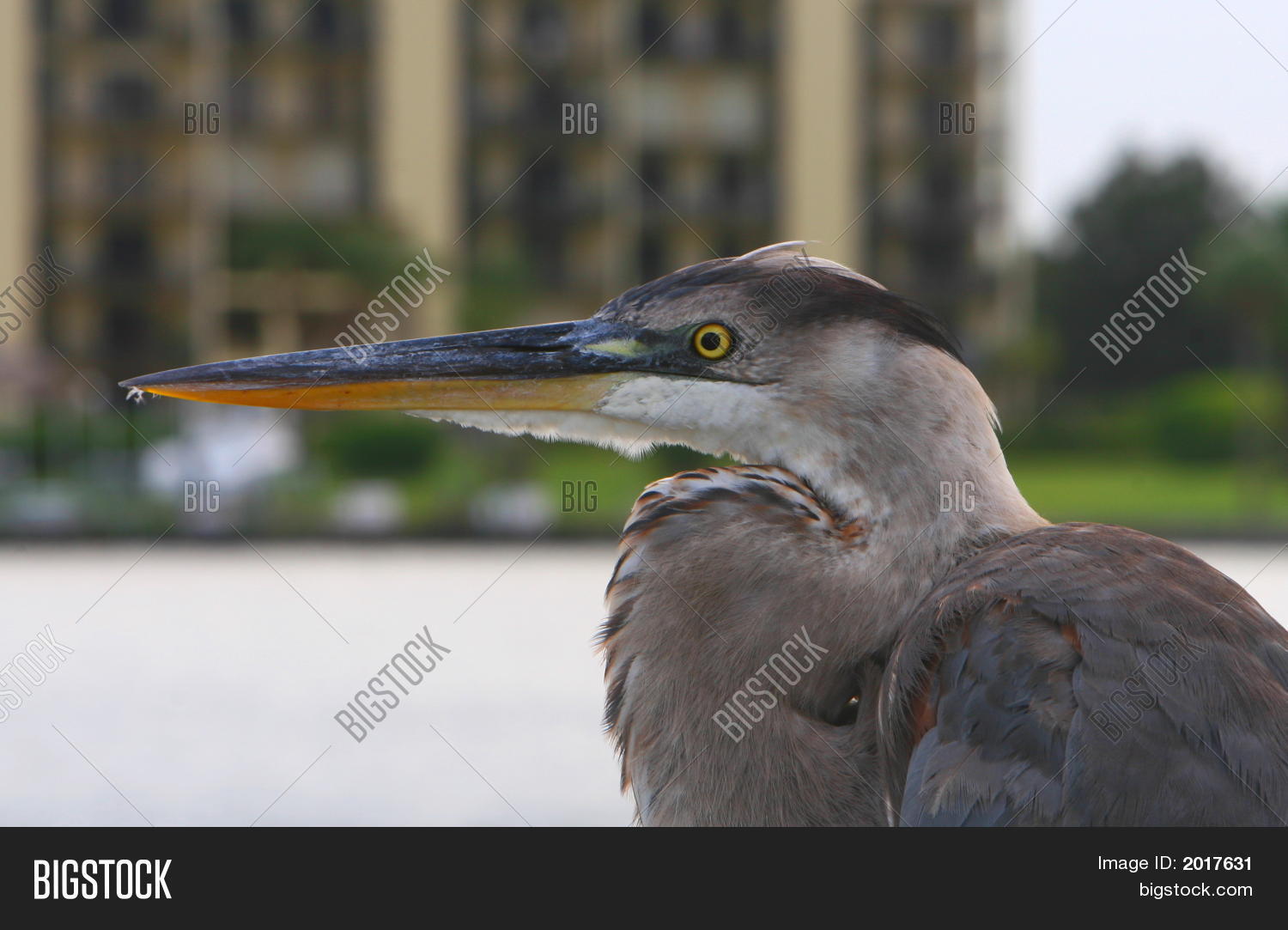Grey Egret, Grey Heron Image & Photo (Free Trial) | Bigstock