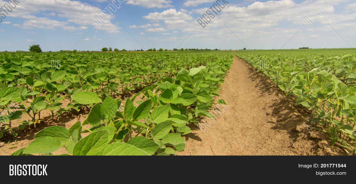 Soybean Fields Rows Image & Photo (Free Trial) | Bigstock