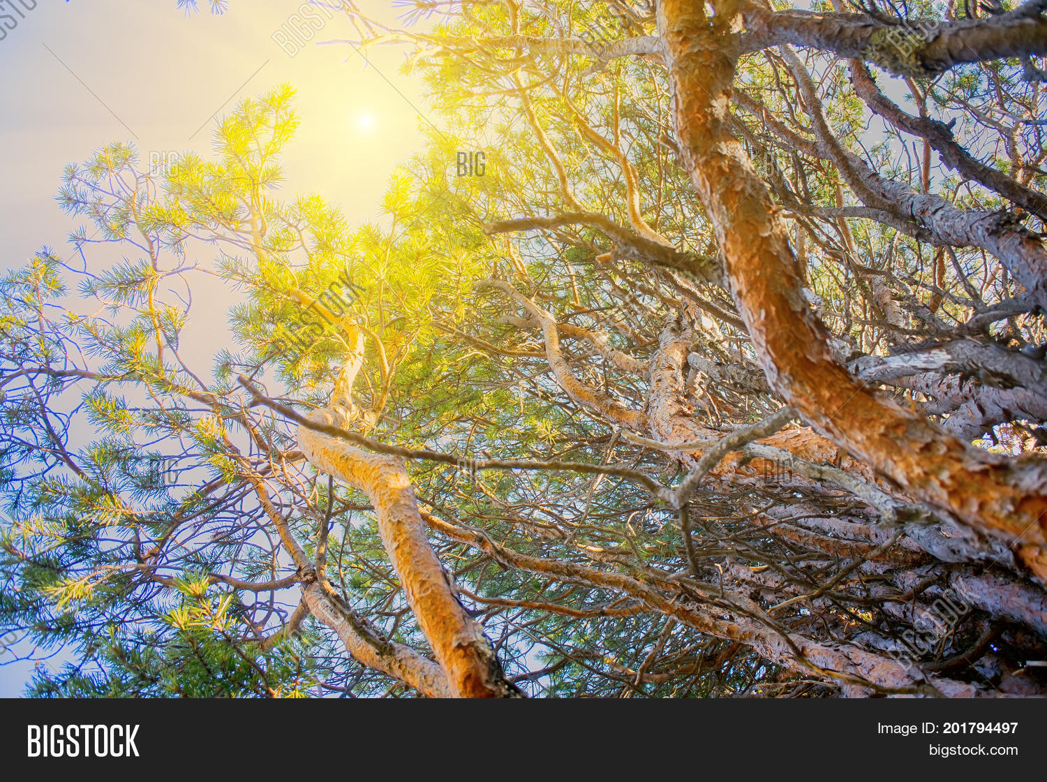 Intertwining Trunks Image & Photo (Free Trial) | Bigstock