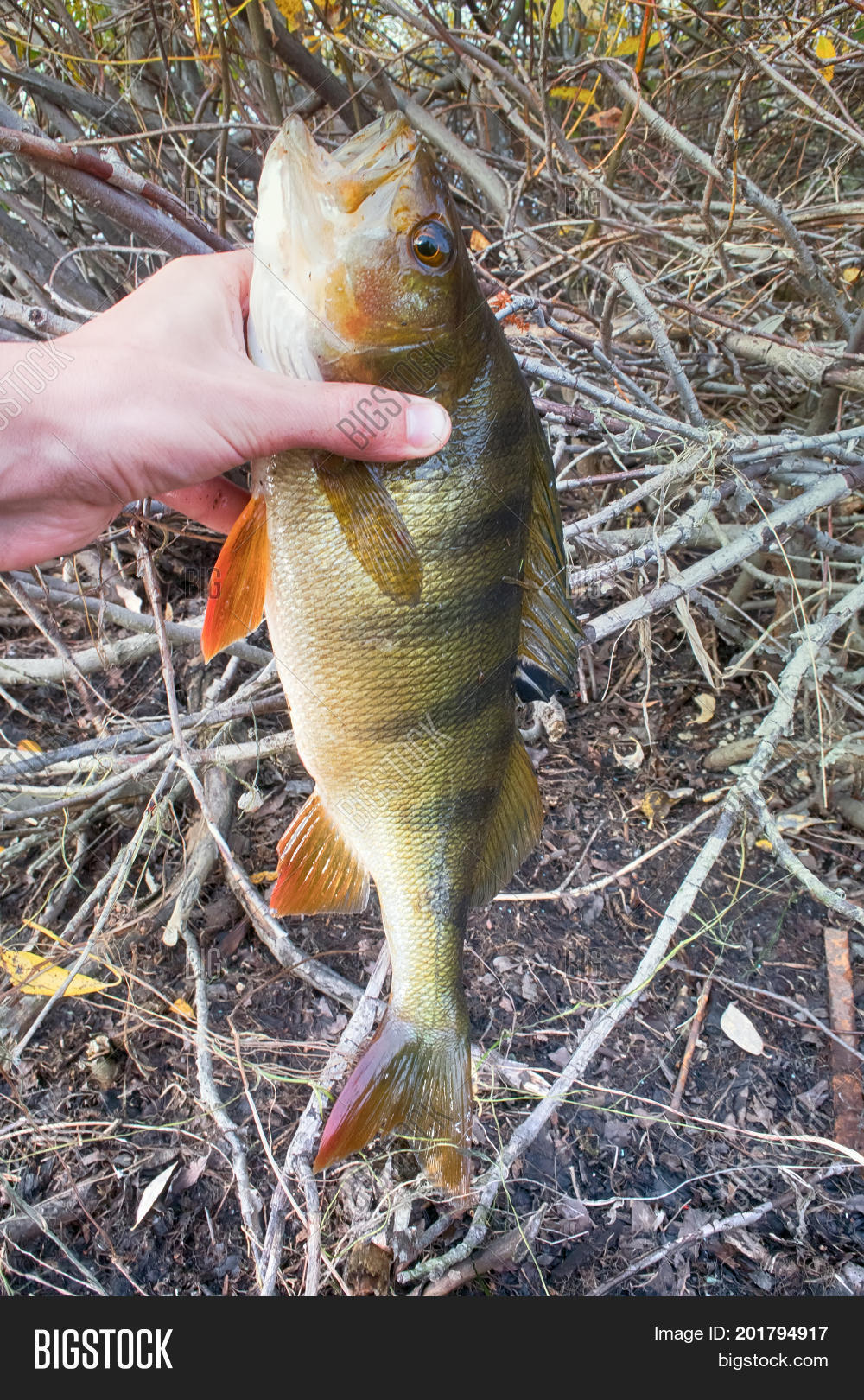 Large Thick Perch Image & Photo (Free Trial) | Bigstock