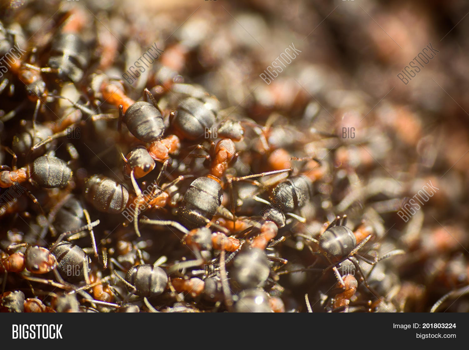 Ants Moving Anthill Image & Photo (Free Trial) | Bigstock