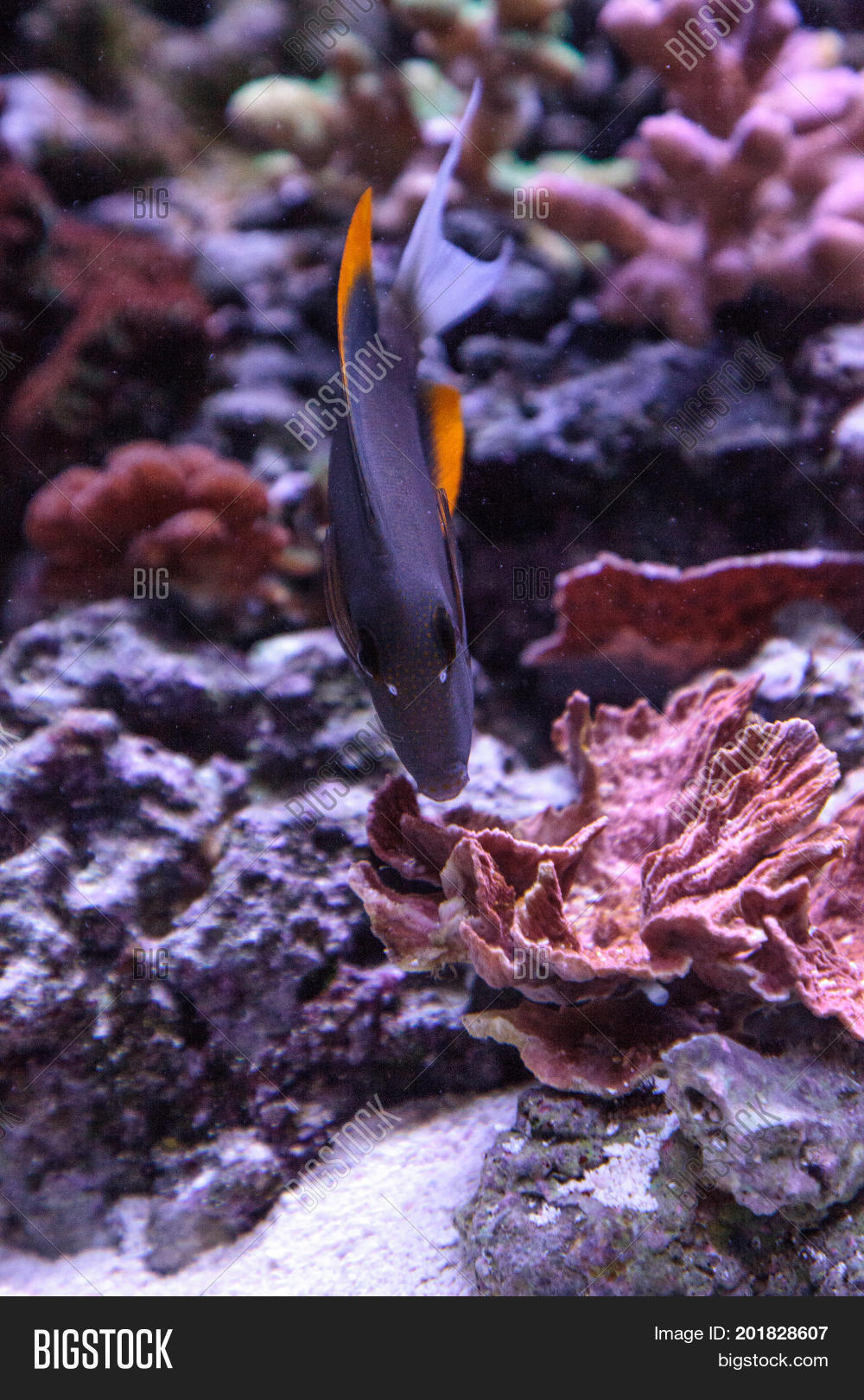 Tomini Tang Fish Image & Photo (Free Trial) | Bigstock