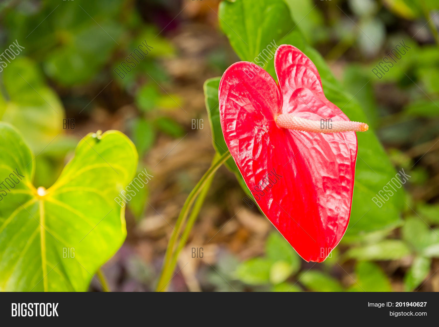 Red Anthurium Laceleaf Image & Photo (Free Trial) | Bigstock