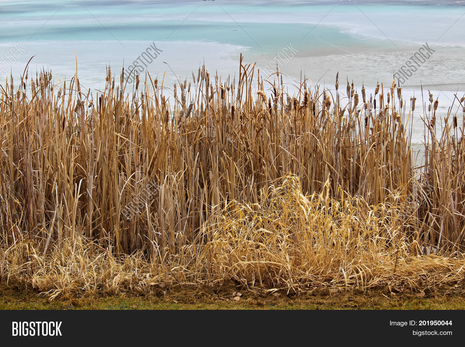 Dry Reeds Along Pond Image & Photo (Free Trial) | Bigstock