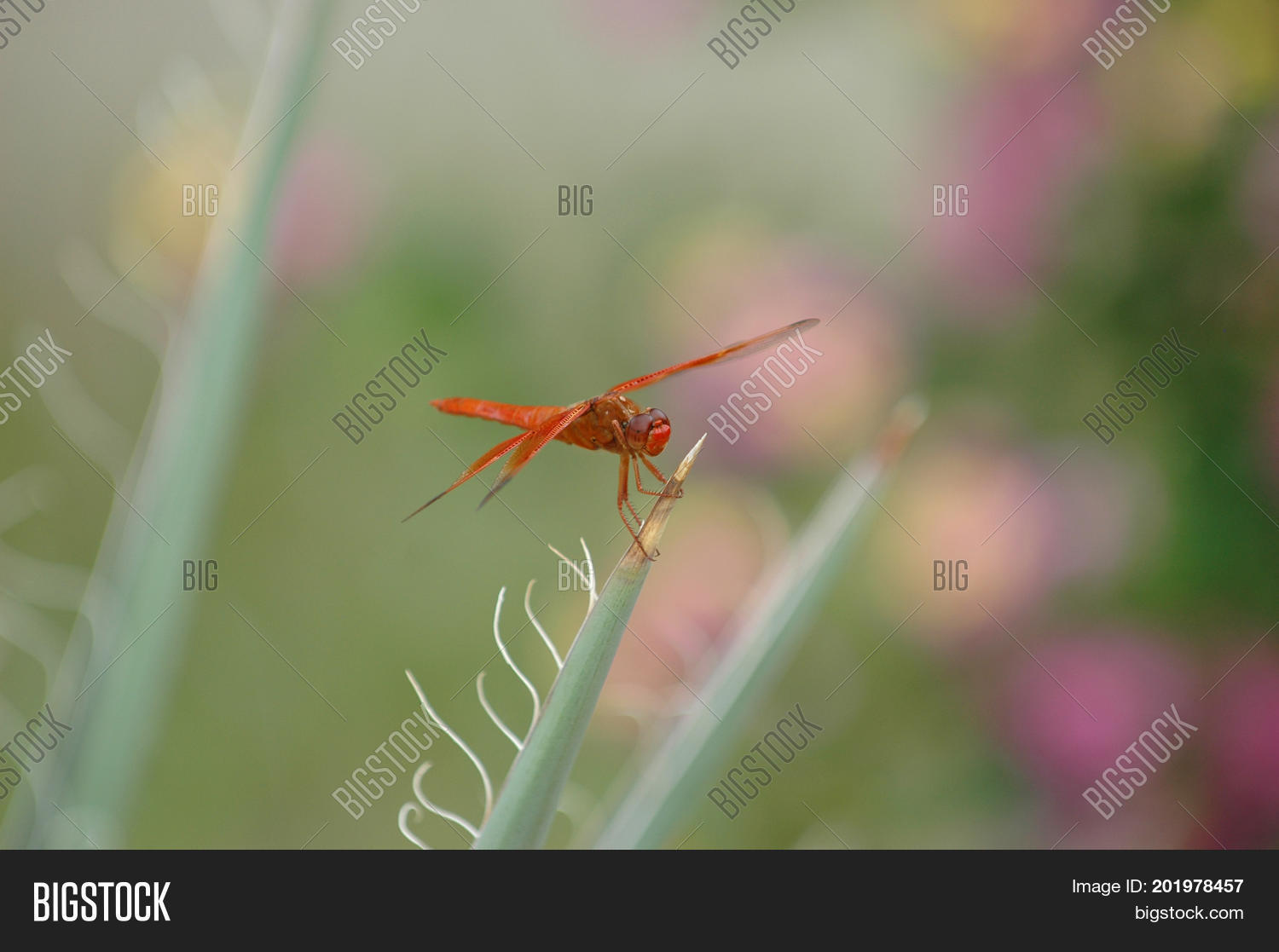 Imagen y foto Red Dragon Fly (prueba gratis) | Bigstock
