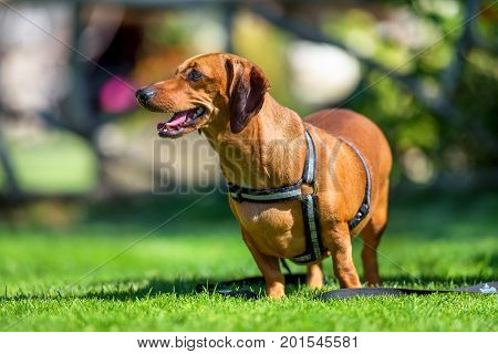 Dachshund Dog Outdoor Image & Photo (Free Trial) | Bigstock