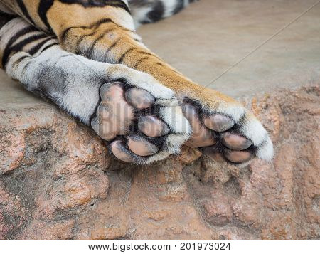 Close Tiger Foot Image & Photo (Free Trial) | Bigstock
