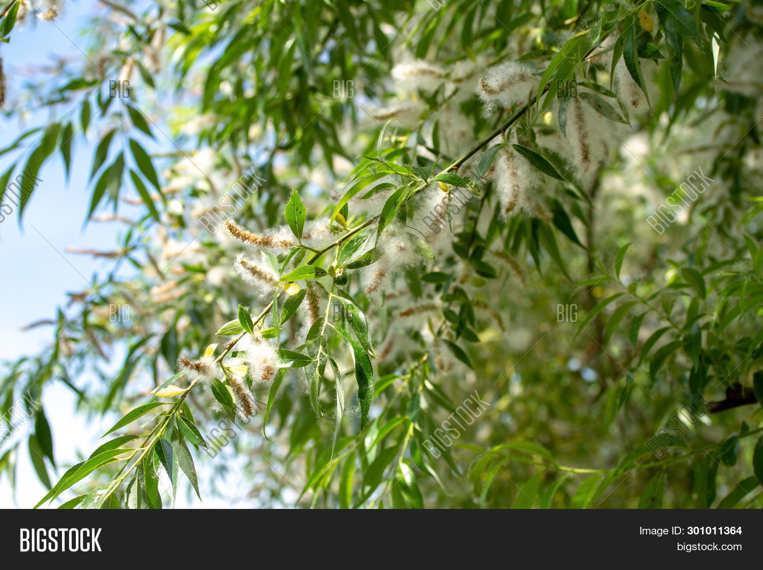 Bloom Spring Some Image & Photo (Free Trial) | Bigstock