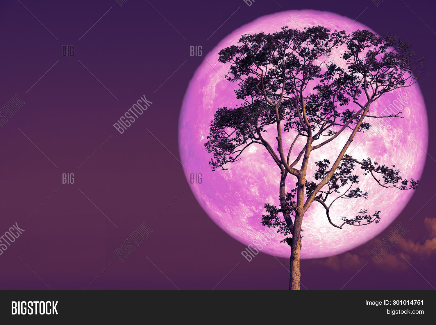 Super Rose Moon On Image & Photo (Free Trial) | Bigstock