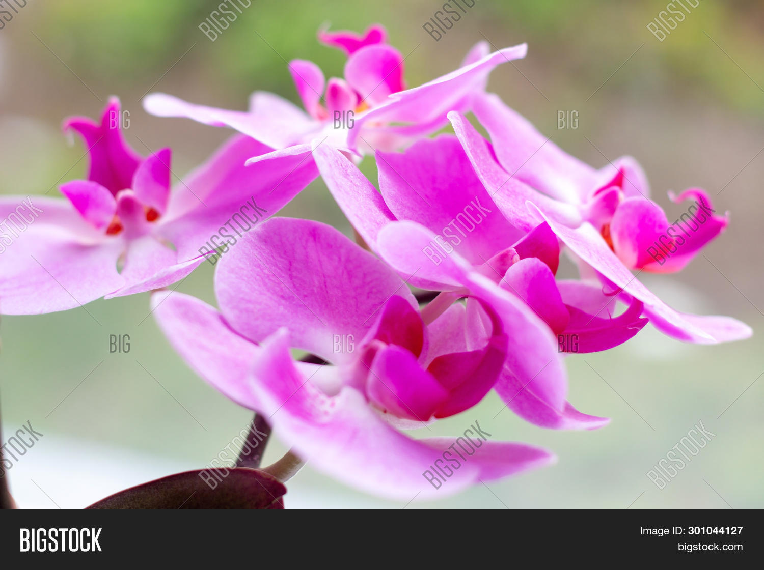 Beautiful Tropical Image & Photo (Free Trial) | Bigstock