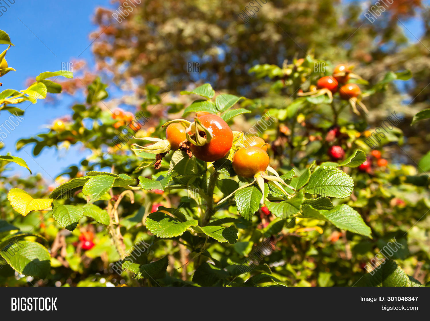 Wild Rose Hips Bright Image & Photo (Free Trial) | Bigstock