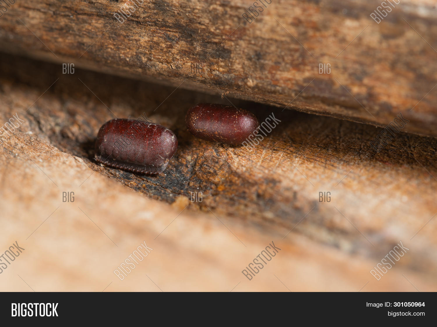 Two Cockroach Egg Lay Image & Photo (Free Trial) | Bigstock