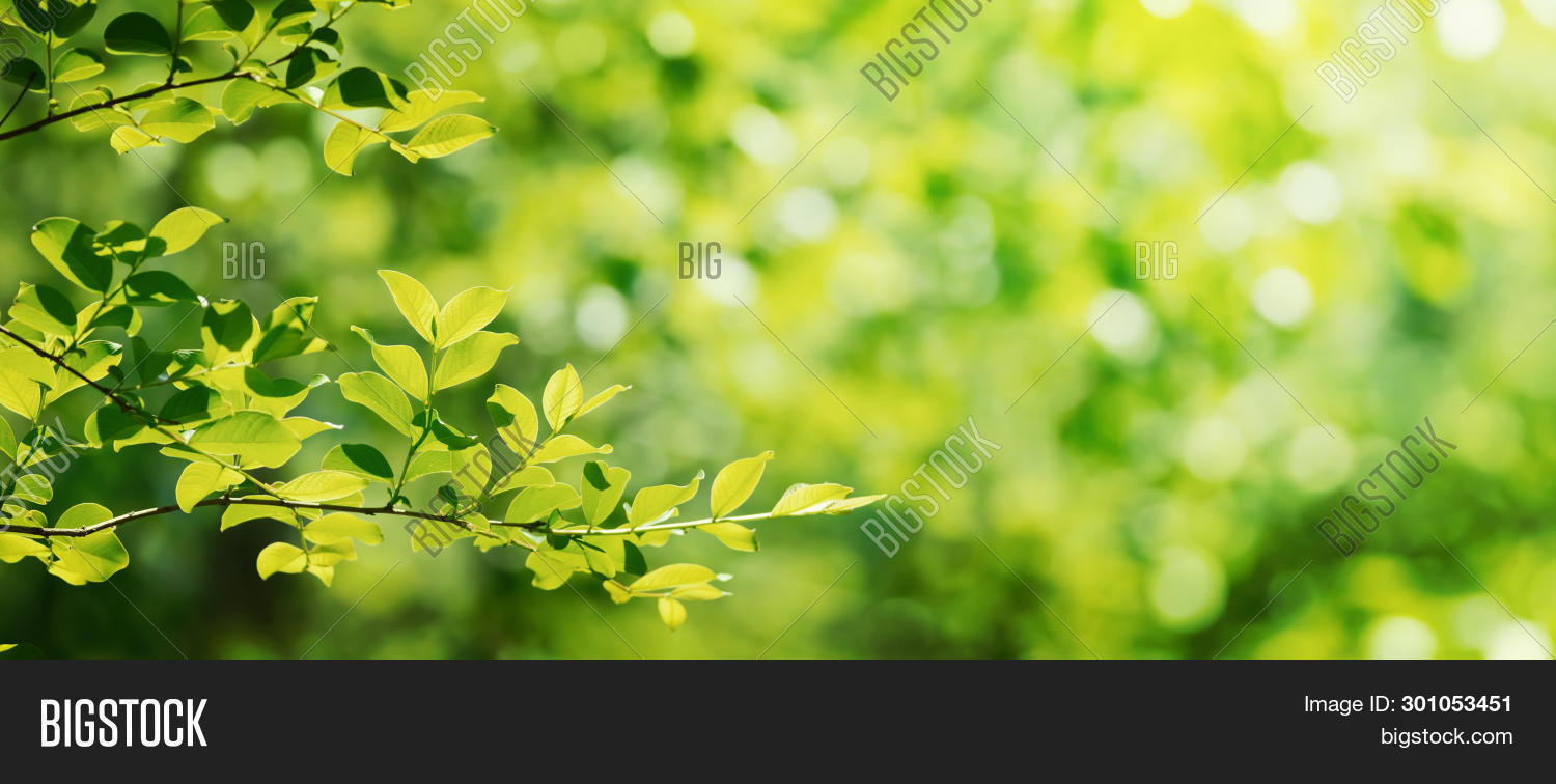 Summer Green Leaves On Image & Photo (Free Trial) | Bigstock