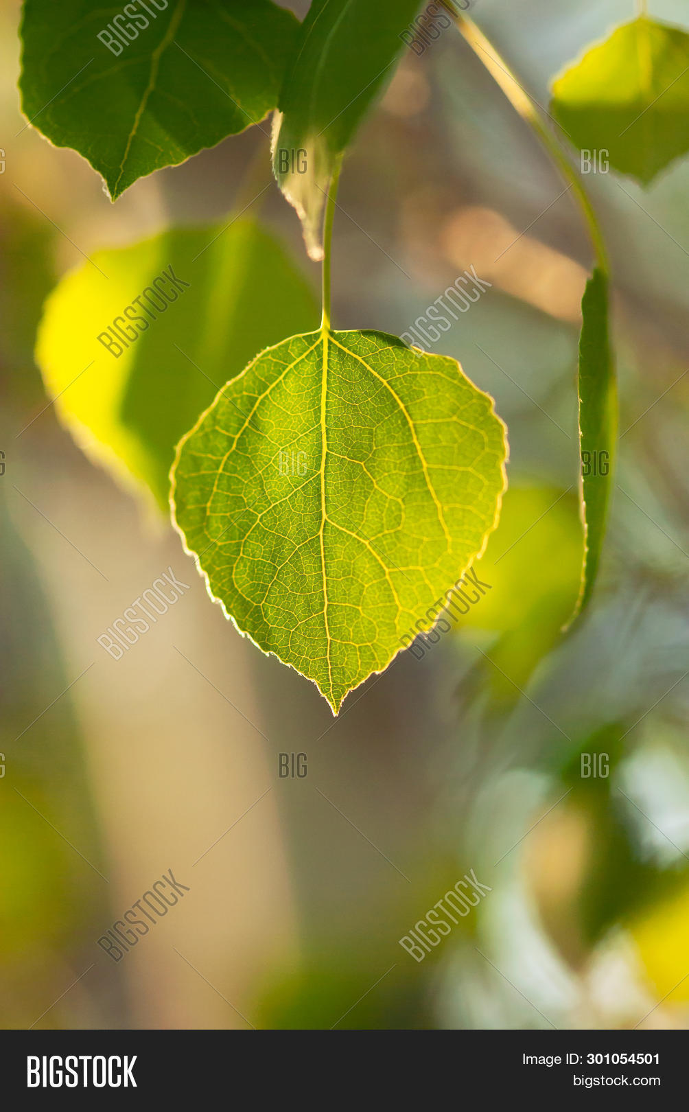 Peaceful, Green Aspen Image & Photo (Free Trial) | Bigstock