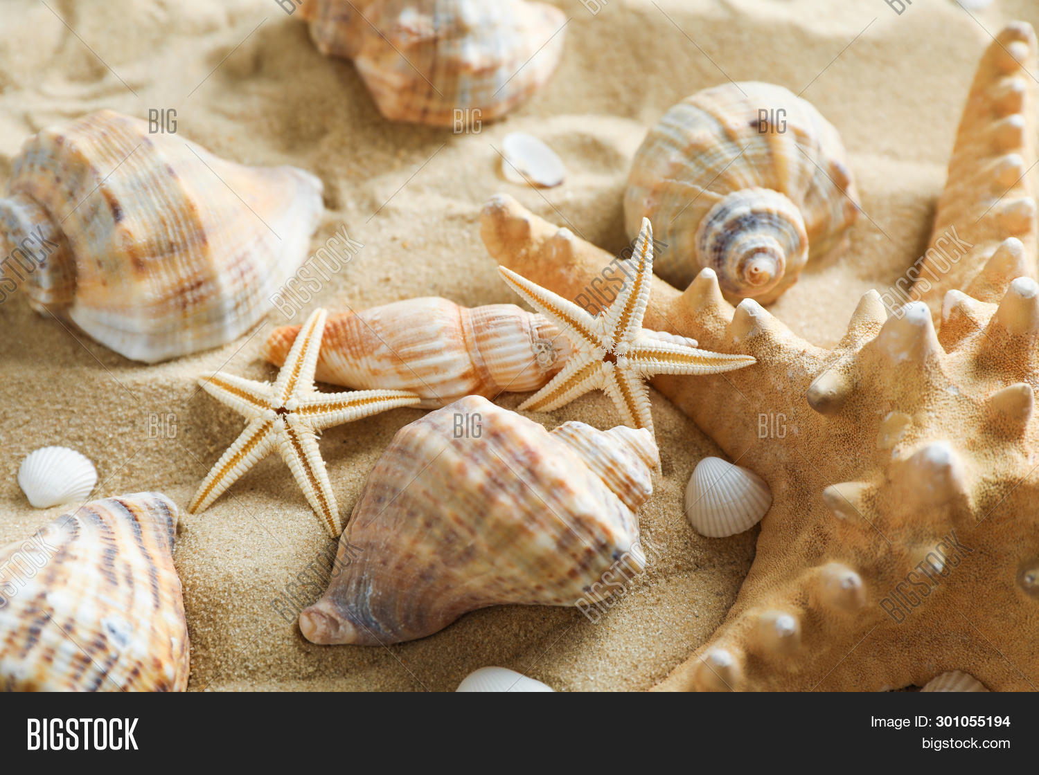 Many Seashells Image & Photo (Free Trial) | Bigstock