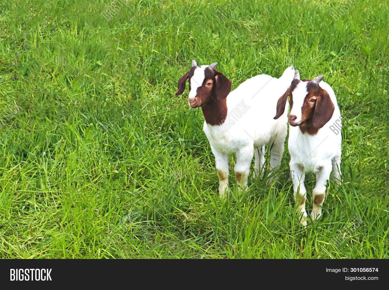 Two Boer Kid Goats Image & Photo (Free Trial) | Bigstock