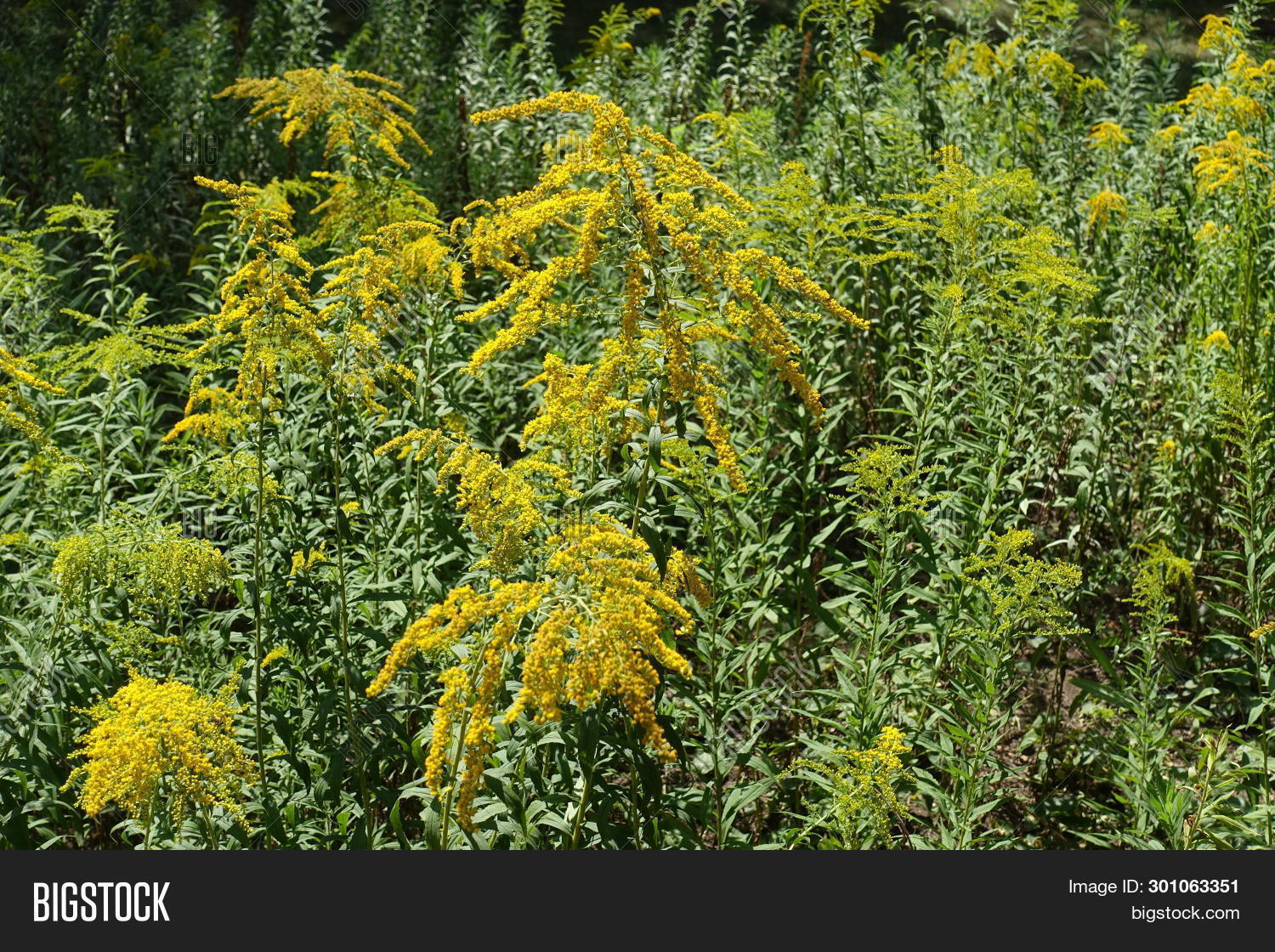 Blooming Solidago Image & Photo (Free Trial) | Bigstock