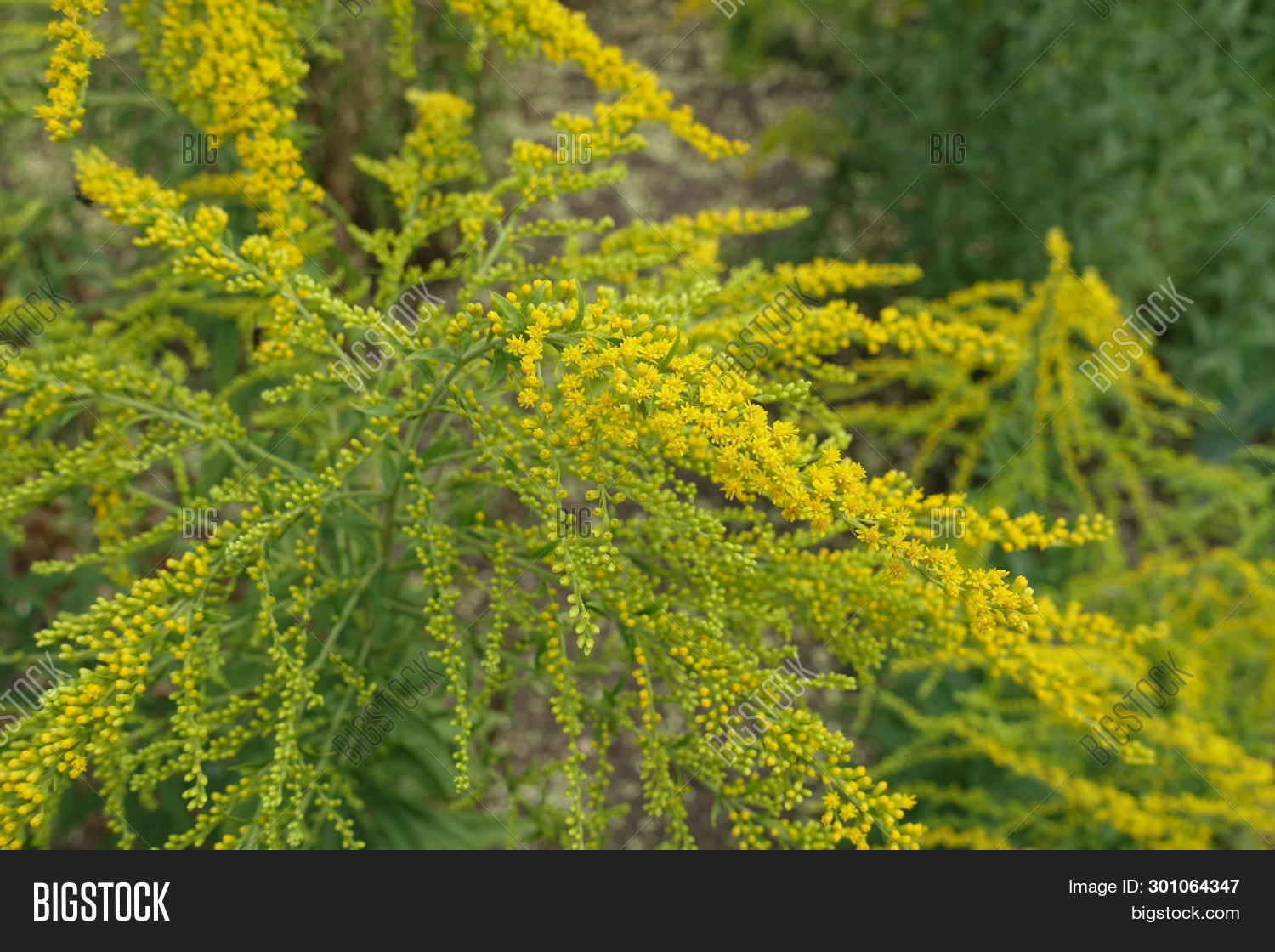 Close View Raceme Image & Photo (Free Trial) | Bigstock