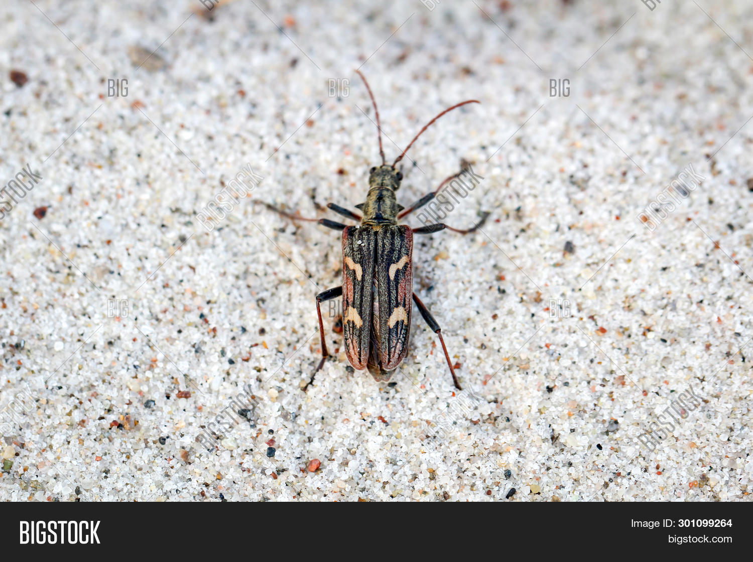 Beetles Variety Colors Image & Photo (Free Trial) | Bigstock