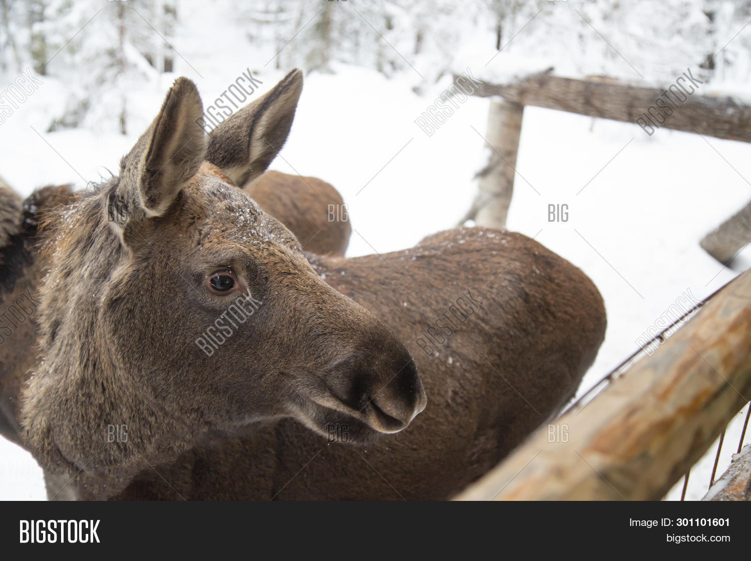 Moose On Moose Farm. Image & Photo (Free Trial) | Bigstock