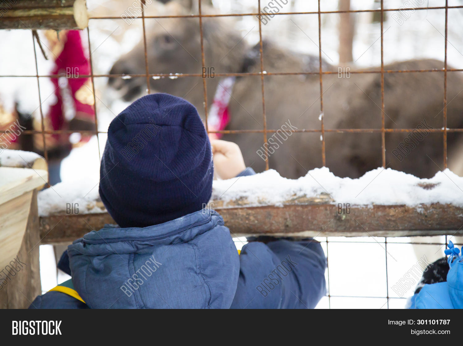 Moose On Moose Farm. Image & Photo (Free Trial) | Bigstock