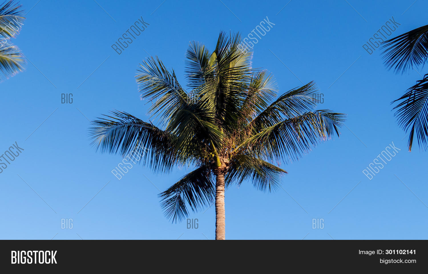 Top Tall Healthy Palm Image & Photo (Free Trial) | Bigstock