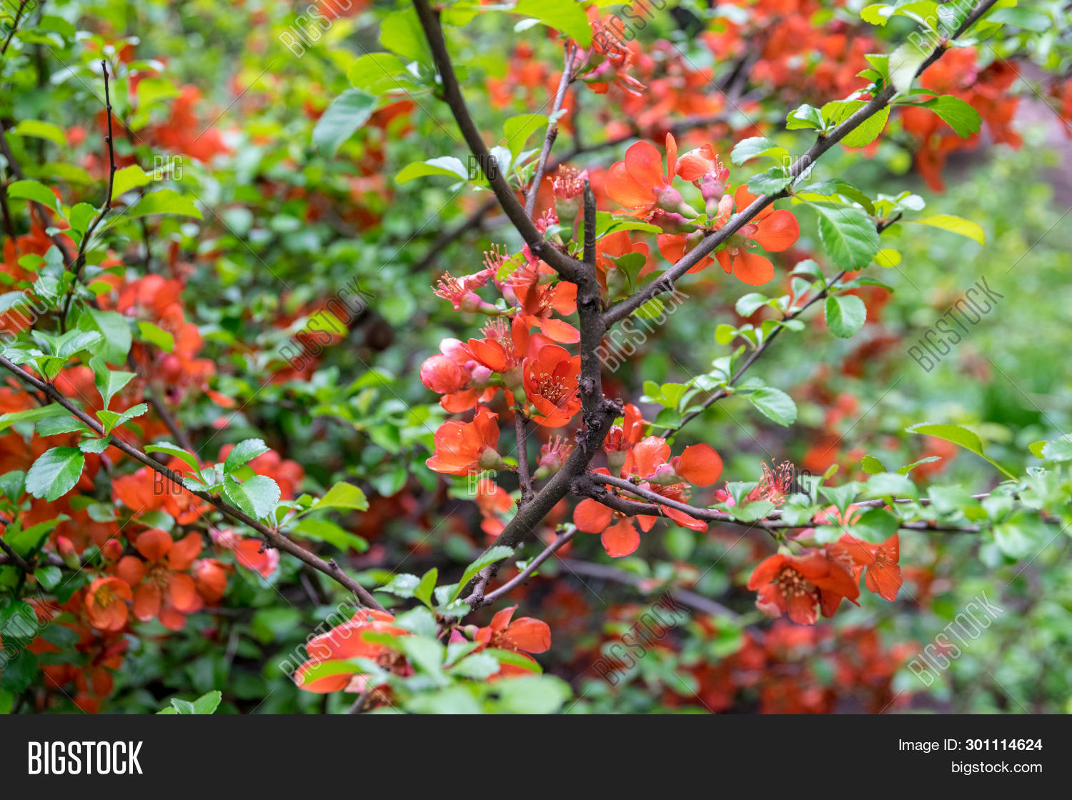 Flowering Japanese Image & Photo (Free Trial) | Bigstock