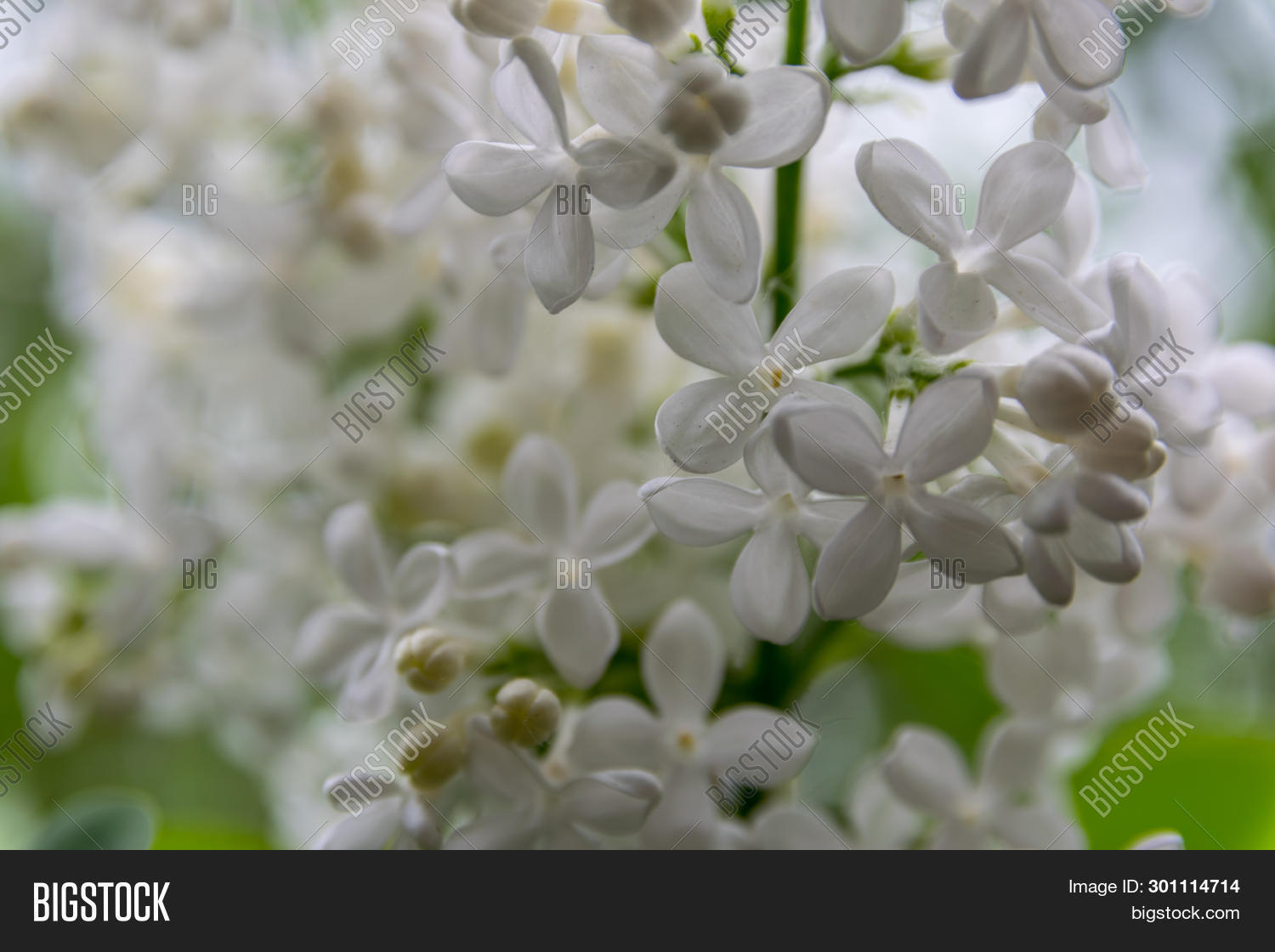 Blooming Lilac Bush Image & Photo (Free Trial) | Bigstock