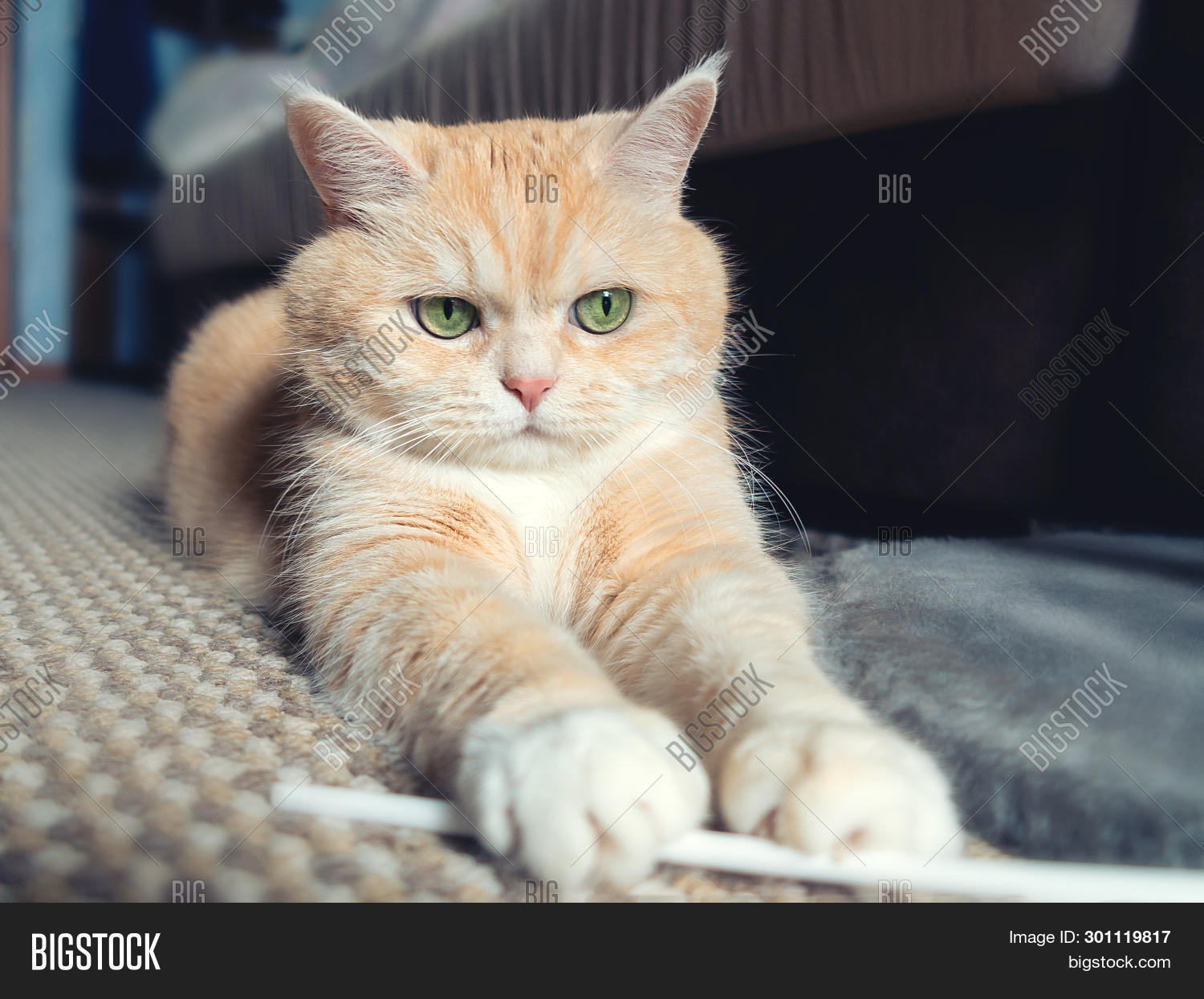 Beautiful Cream Tabby Image & Photo (Free Trial) | Bigstock