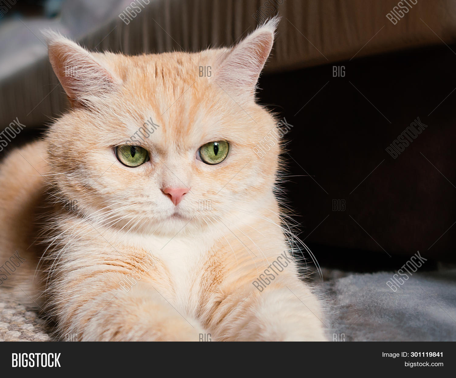 Beautiful Cream Tabby Image & Photo (Free Trial) | Bigstock