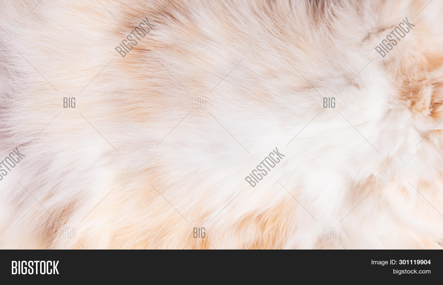 Fur On Belly Cream Cat Image & Photo (Free Trial) | Bigstock
