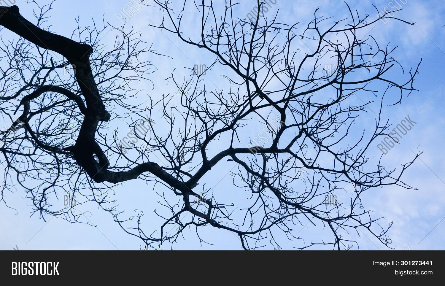 Old Dry Tree Twigs On Image & Photo (Free Trial) | Bigstock
