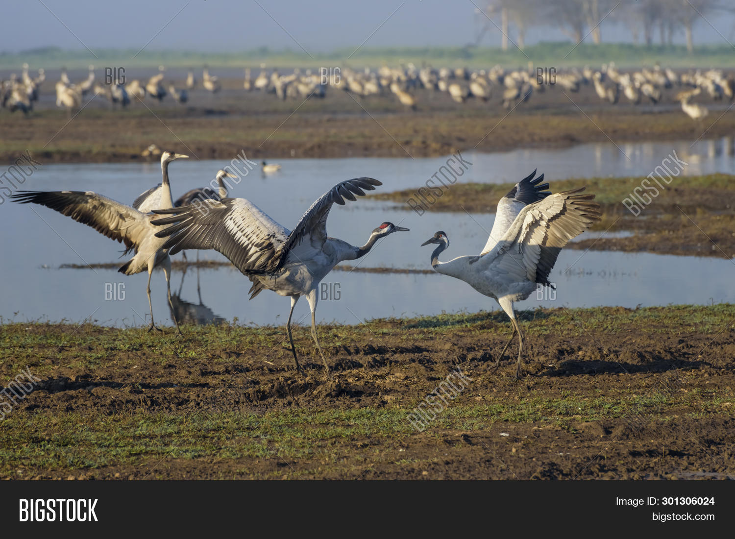 Dancing Cranes. Common Image & Photo (Free Trial) | Bigstock