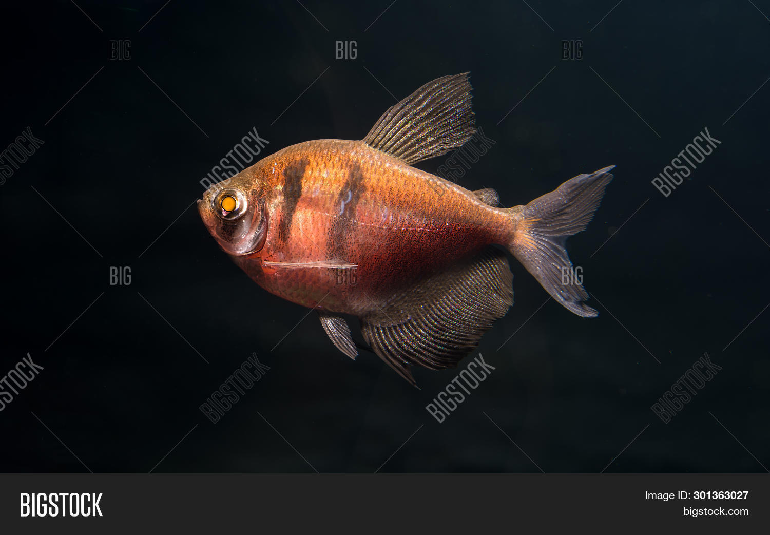 Aquarium Fish. Black Image & Photo (Free Trial) | Bigstock