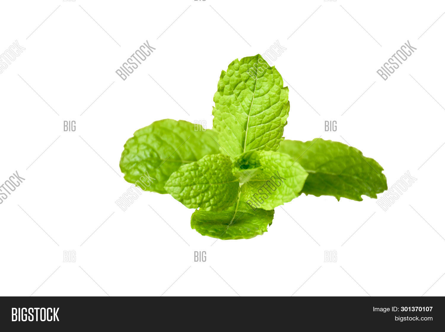 Fresh Green Minth Herb Image & Photo (Free Trial) | Bigstock