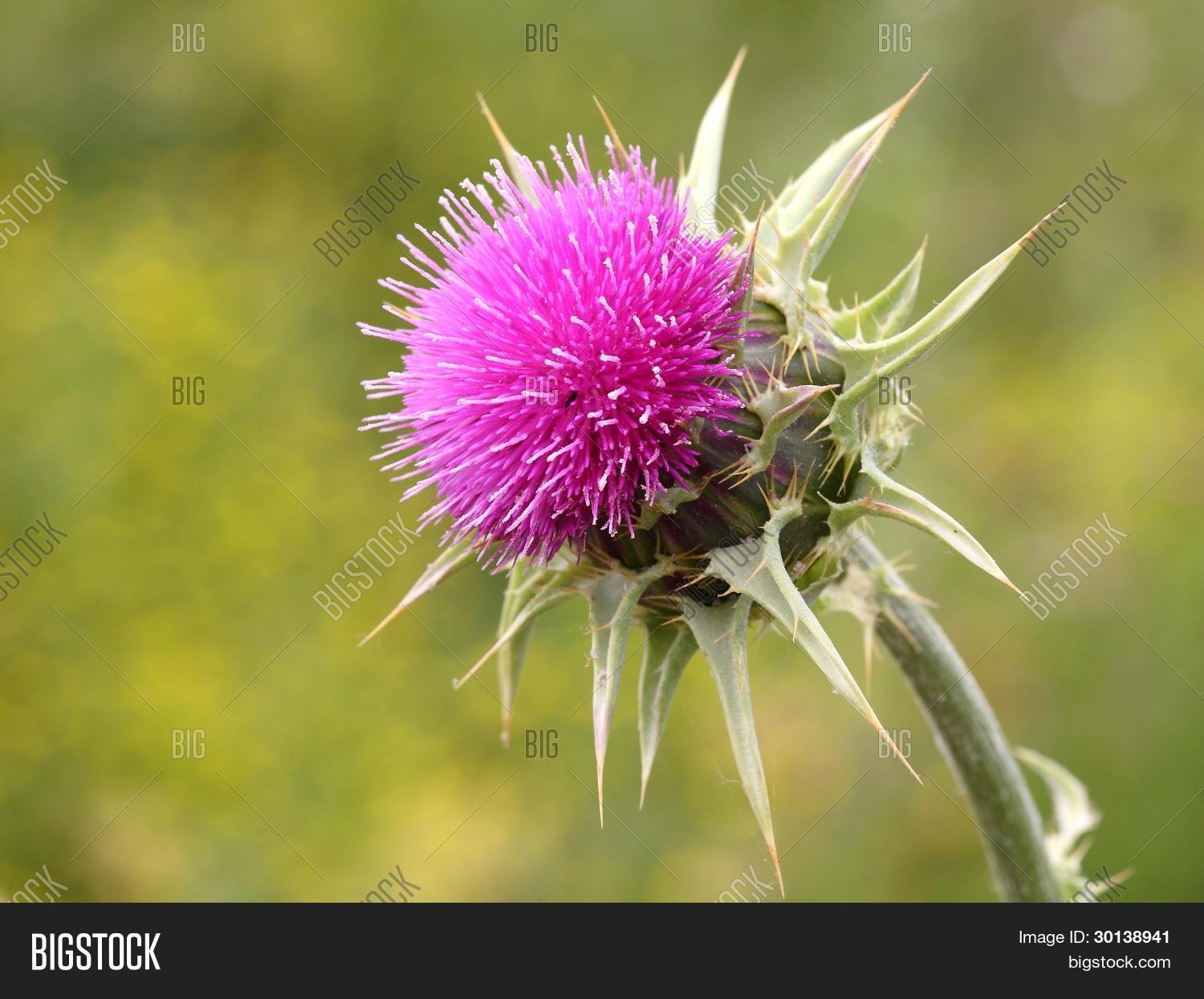 Musk Thistle (Carduus Image & Photo (Free Trial) | Bigstock