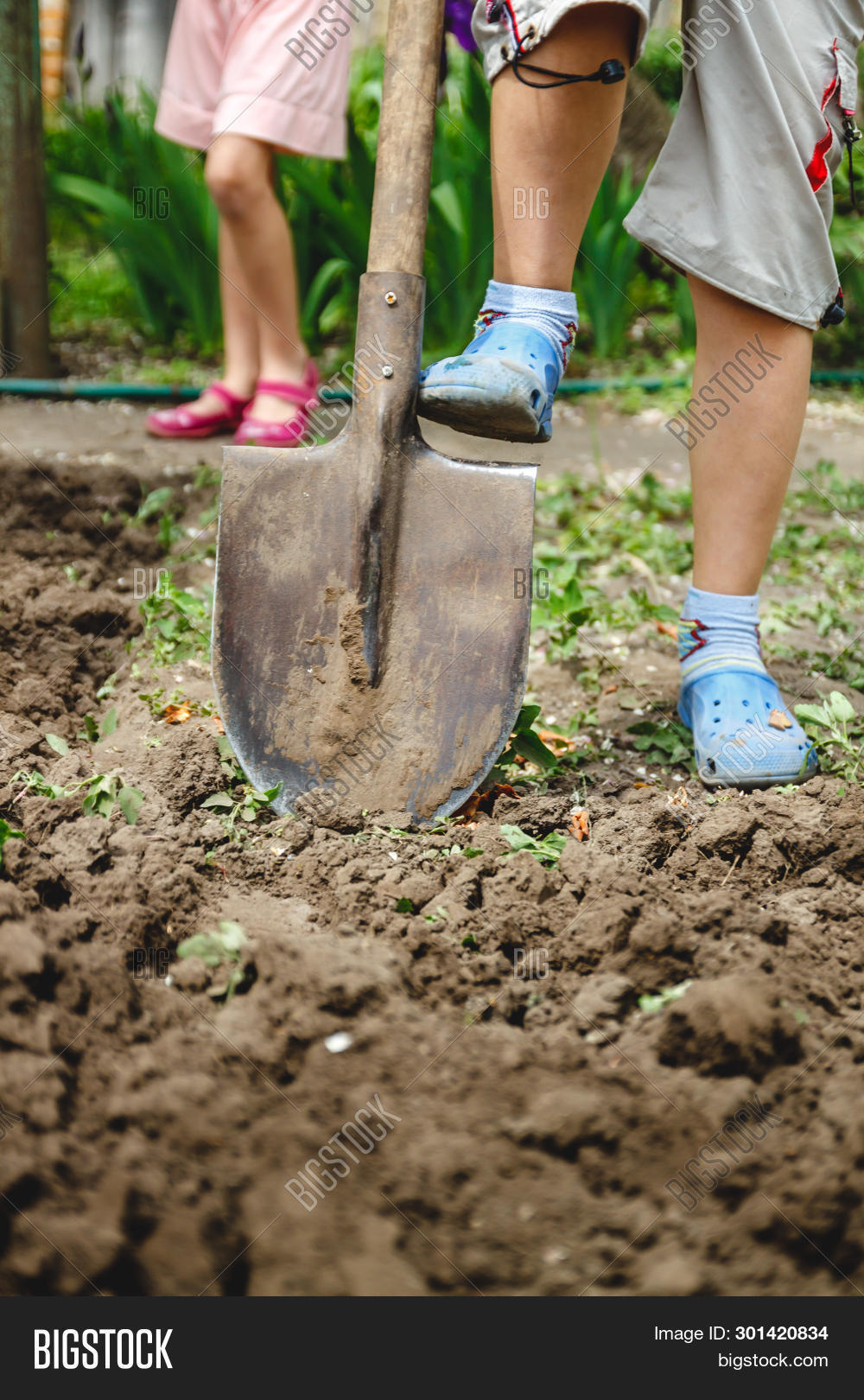 Boy Digging Vegetable Image & Photo (Free Trial) | Bigstock