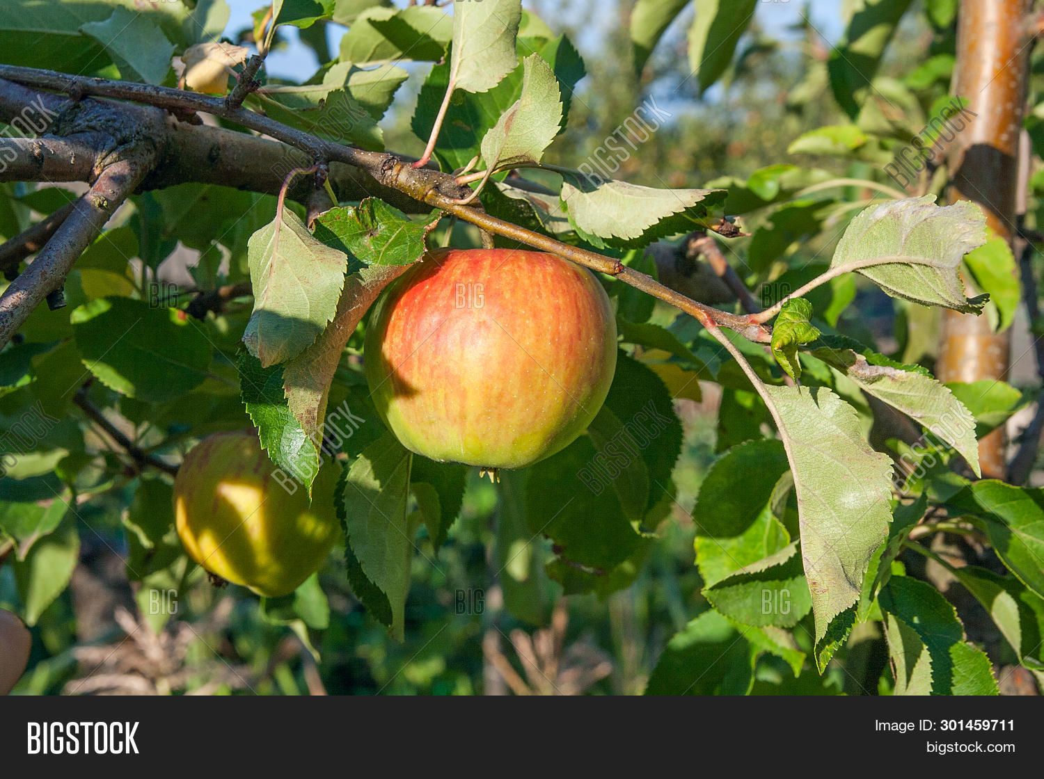 Shiny Delicious Apples Image & Photo (Free Trial) | Bigstock