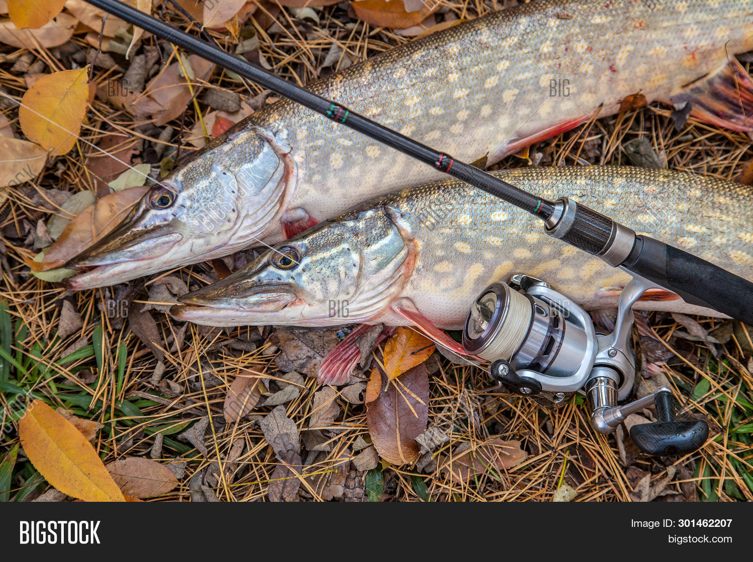 Freshwater Pike Fish. Image & Photo (Free Trial) | Bigstock