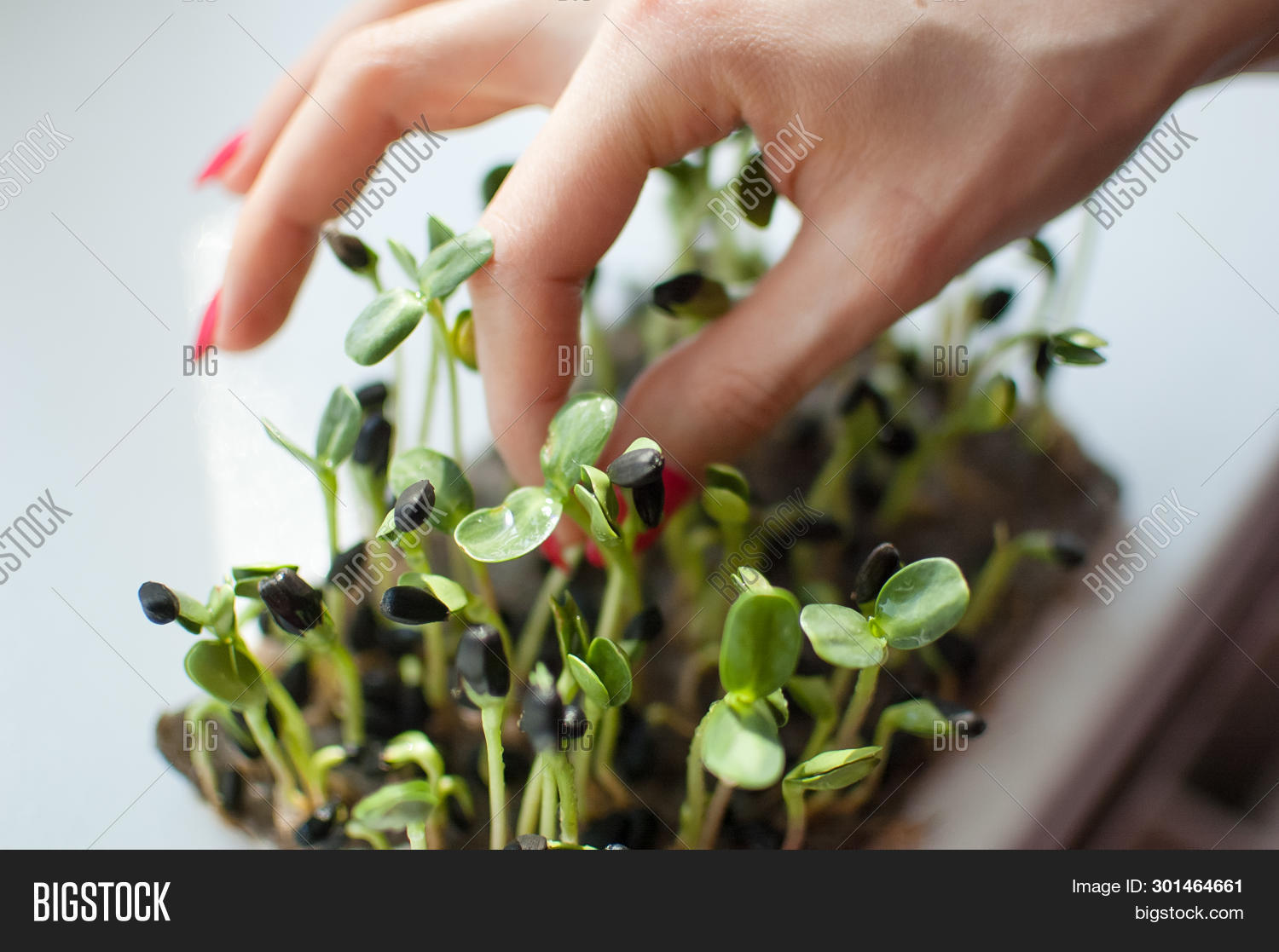 Female Hand Red Image & Photo (Free Trial) | Bigstock