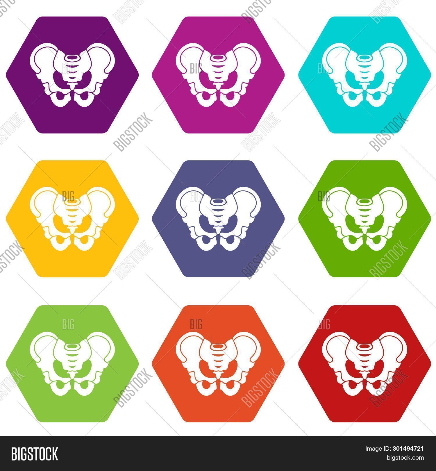Pelvis Icon Set Many Image & Photo (Free Trial) | Bigstock
