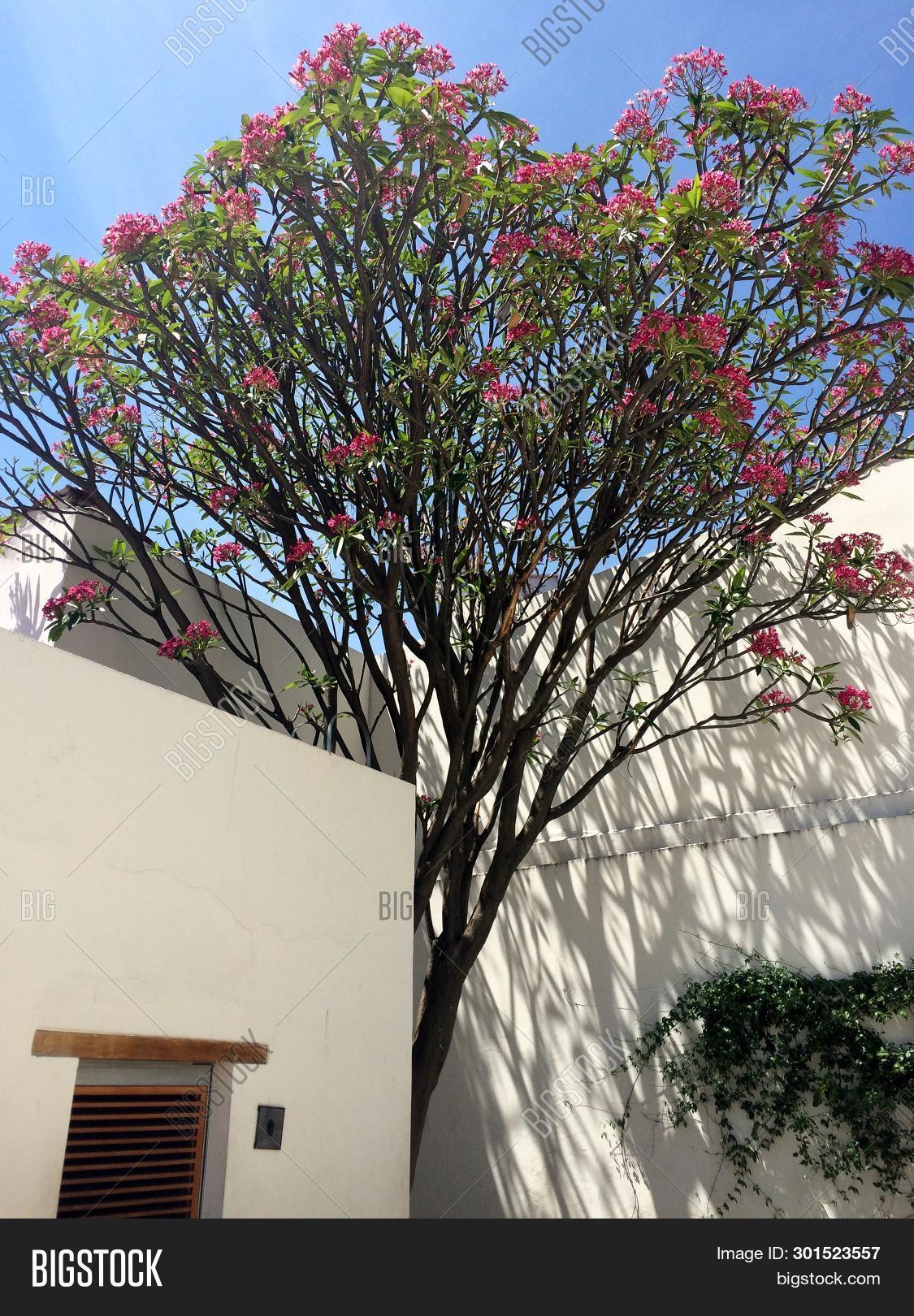 Oaxaca, Oaxaca, Mexico Image & Photo (Free Trial) | Bigstock