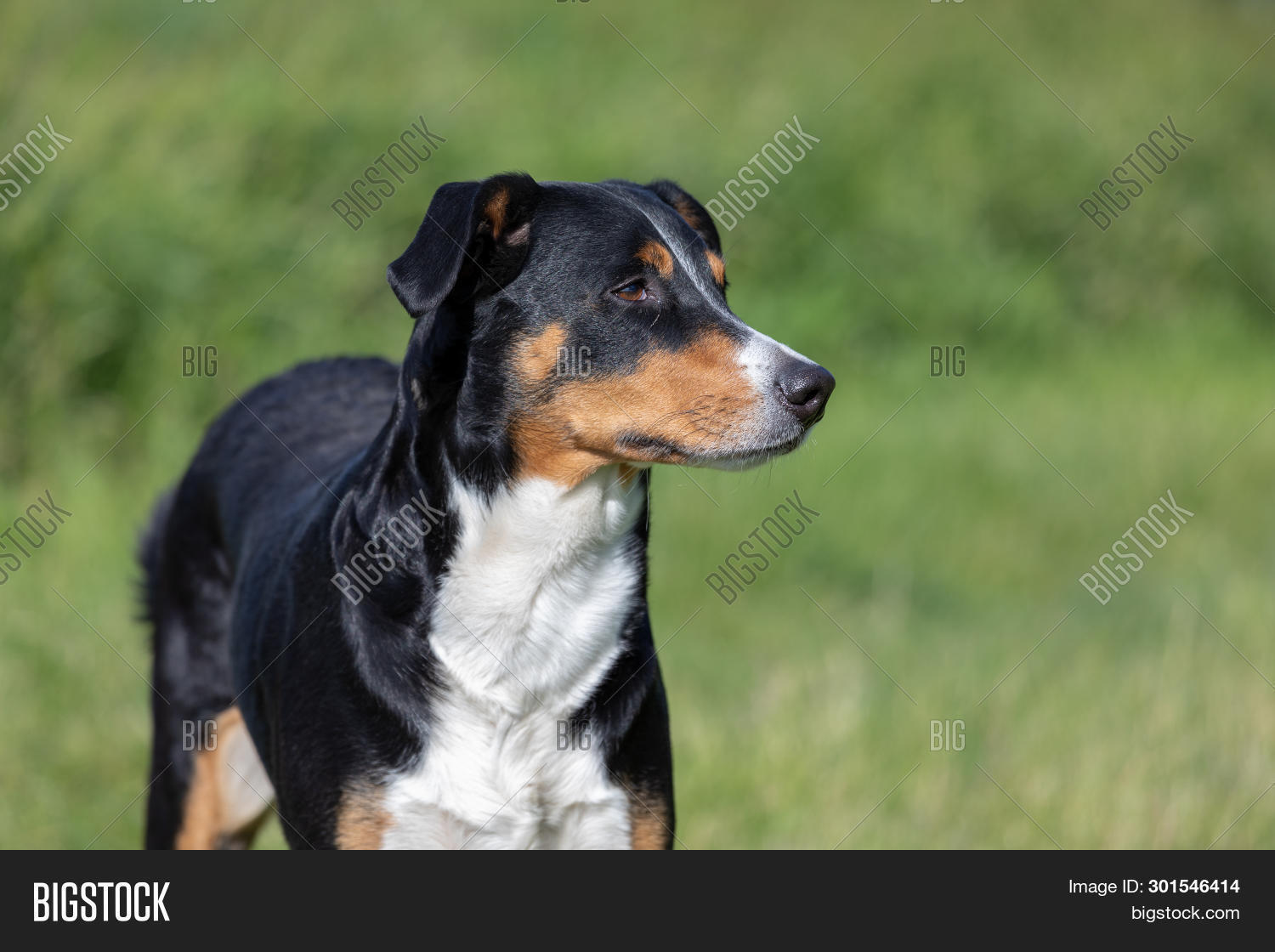 Appenzeller Mountain Image & Photo (Free Trial) | Bigstock