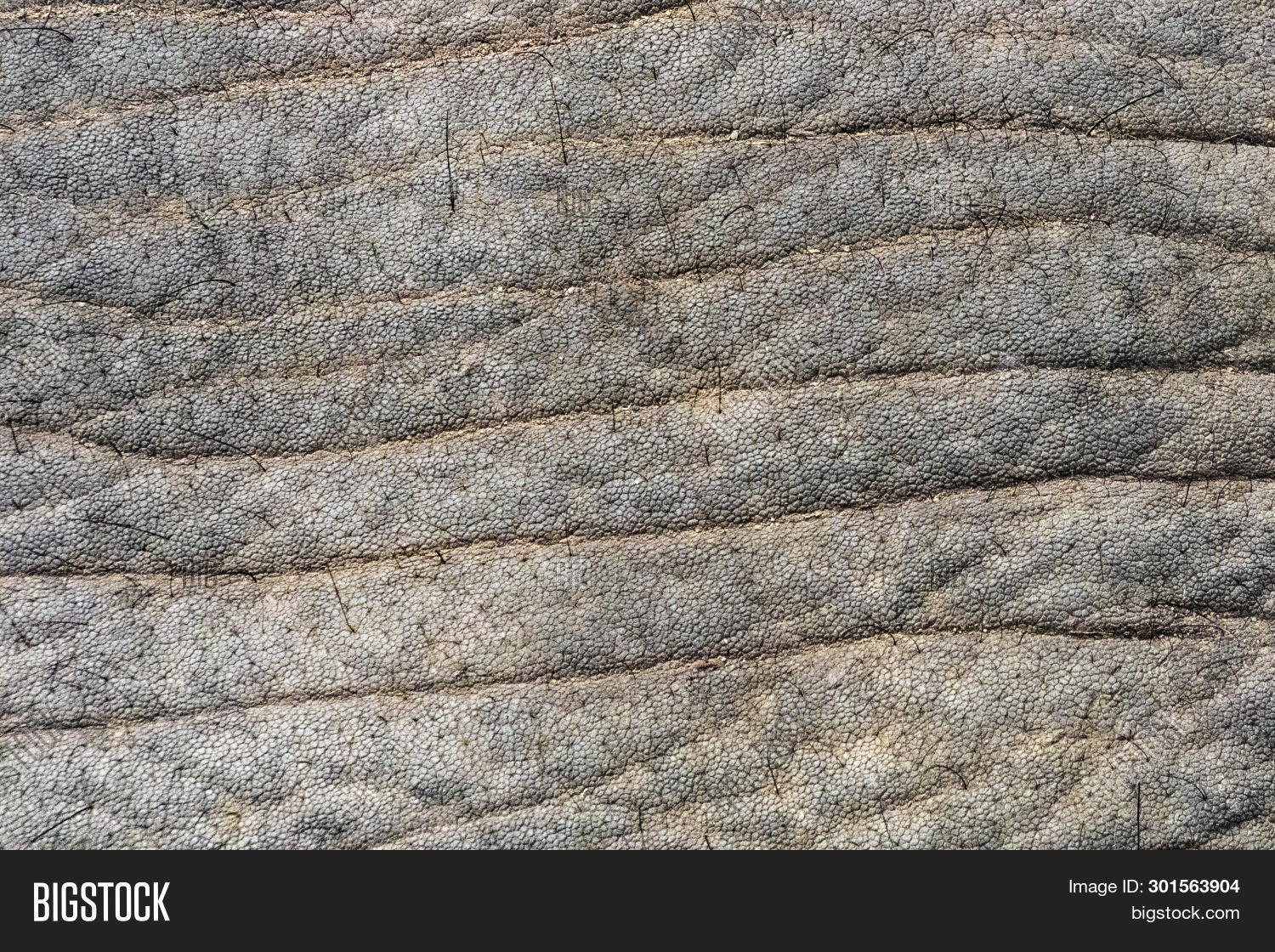 Skin African Elephants Image & Photo (Free Trial) | Bigstock